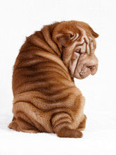 Perro Shar Pei Puppy Stock de Foto gratis - Public Domain Pictures