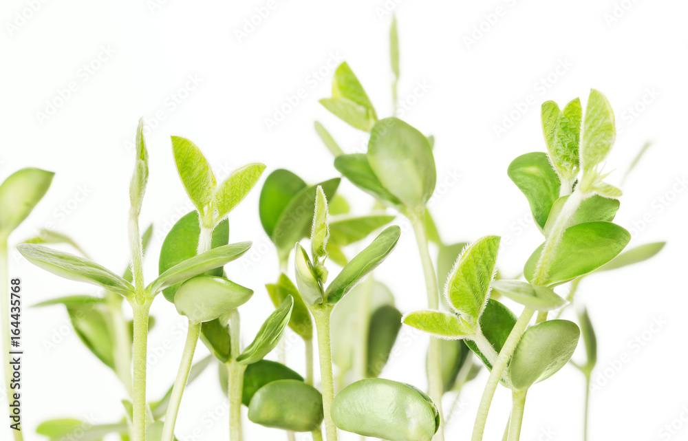 Foto de Stock Soybean seedlings over white, closeup. Young Soya bean ...