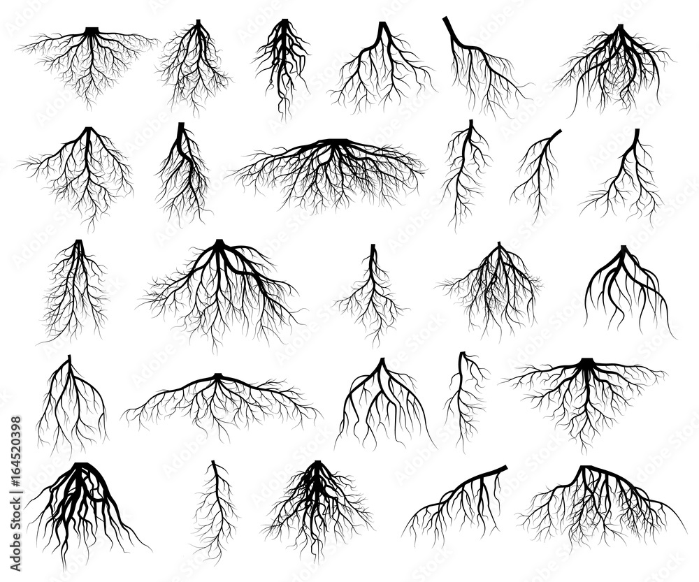 Set of tree roots Stock Vector | Adobe Stock