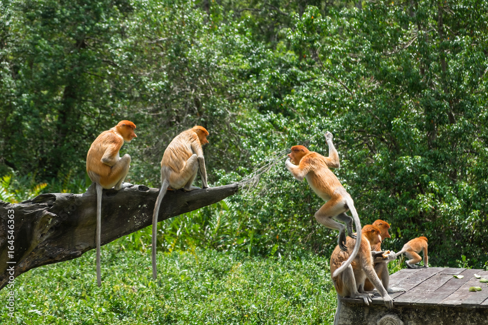 Feedign of proboscis monkeys. Adult male and female monkeys sitting on ...