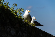 Seagull Song Free Stock Photo - Public Domain Pictures