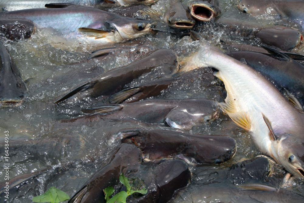 Iridescent shark, Striped catfish or Sutchi catfish scramble to eat ...