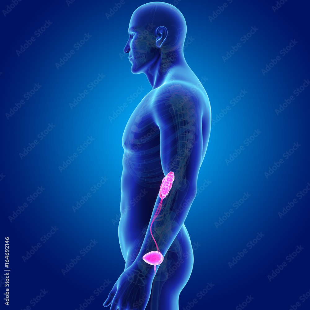 Urinary system with skeleton lateral view Stock Photo | Adobe Stock