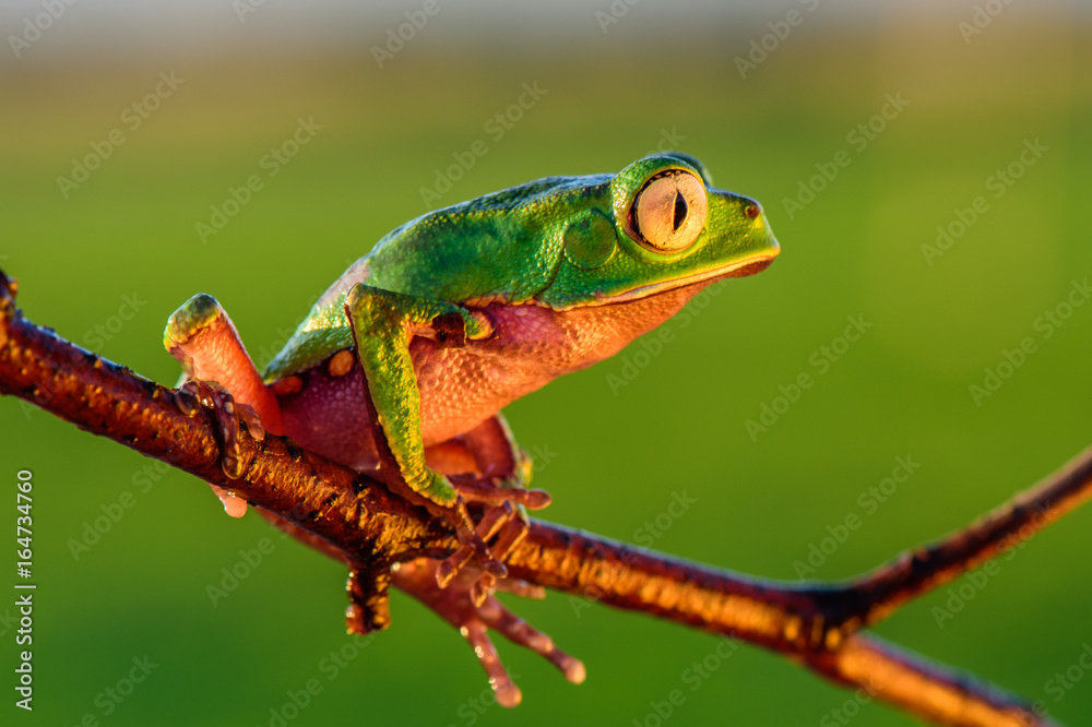 Frog Phyllomedusa bicolor, also known as blue-and-yellow frog ...