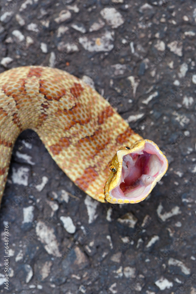Fotografie Eastern Hognose snake spreading it's neck in an attempt to ...