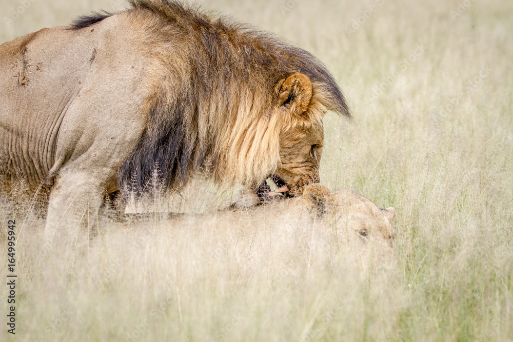 Male Lion biting female while mating. Stock Photo | Adobe Stock