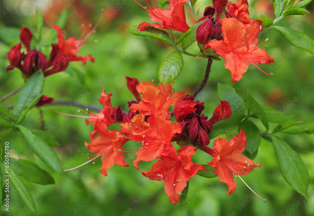 Flame Azalea Stock Photo | Adobe Stock