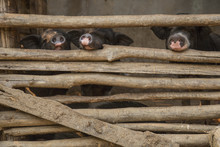 Three Little Pigs Free Stock Photo - Public Domain Pictures