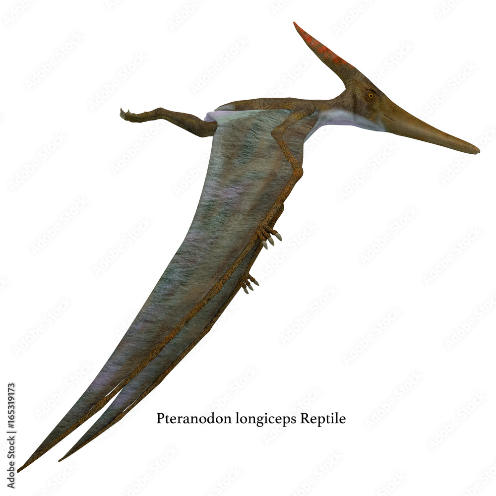 Pteranodon Reptile Side Profile with Font - Pteranodon was a flying ...