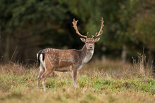 Fallow Deer Free Stock Photo - Public Domain Pictures