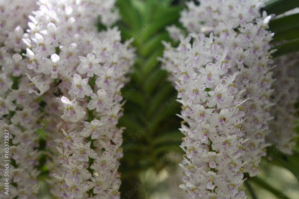 Orchid Vanda in the Farm - Queen of orchids - Orchids are export ...