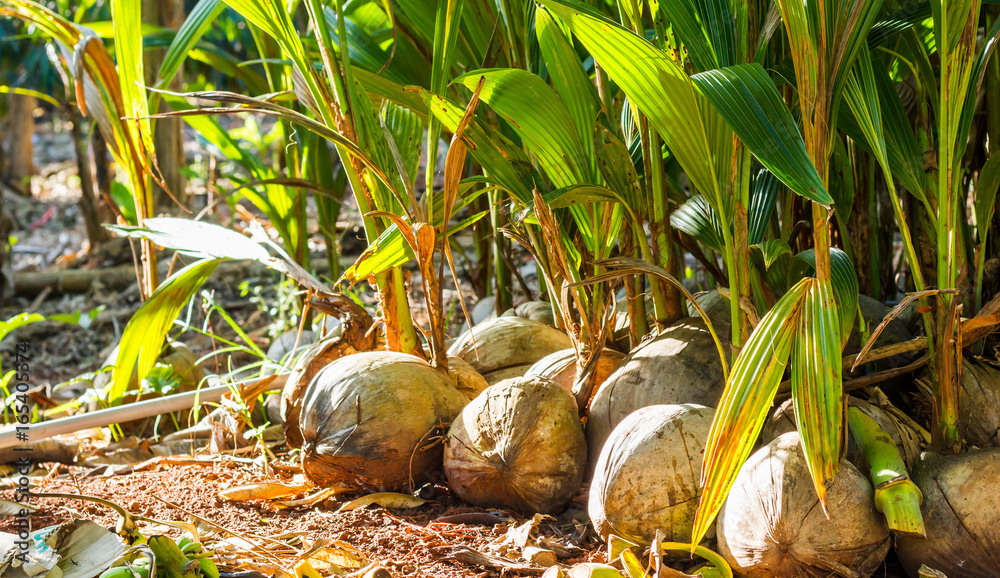 Young coconut tree seed germination green leave pop out of the coconut. Coconut seedlings wait ...