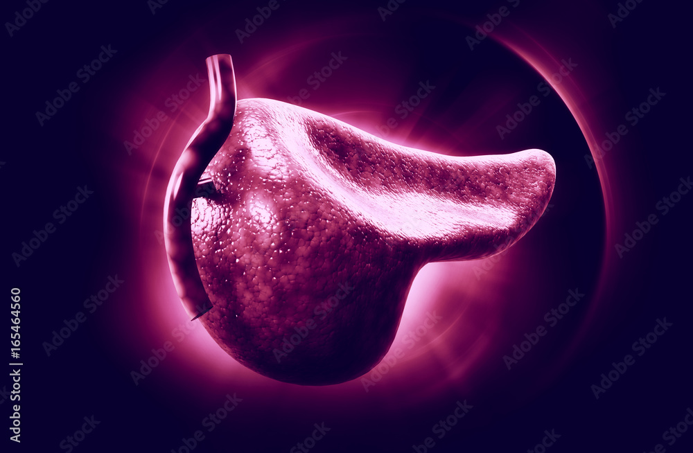Human Gallbladder and Pancreas Anatomy Stock Illustration | Adobe Stock