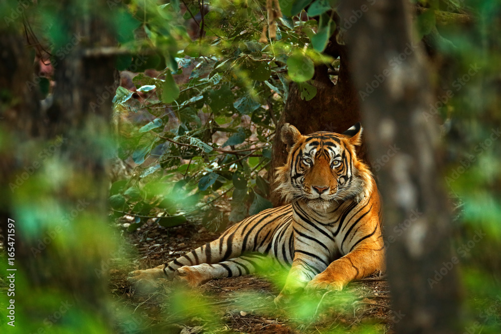 Indian tiger male with first rain, wild animal in the nature habitat ...