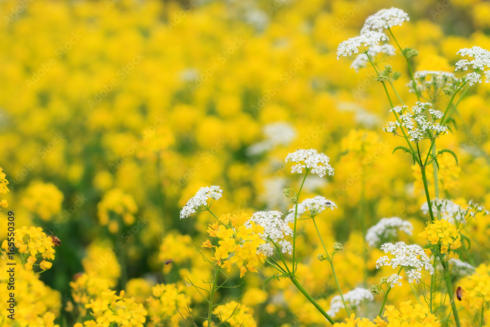 Field of Brassica rapa (aka annual turnip rape, field mustard, bird ...