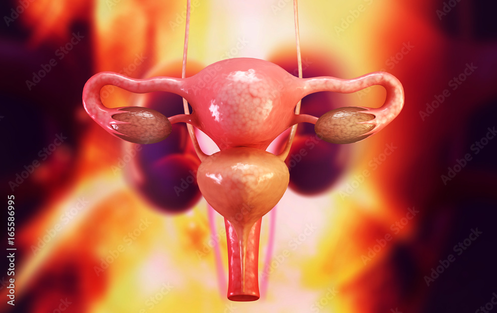 3D Illustration of Female Reproductive System Anatomy Stock ...