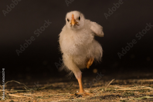 baby chicken (chick) running towards camera with black background Stock ...