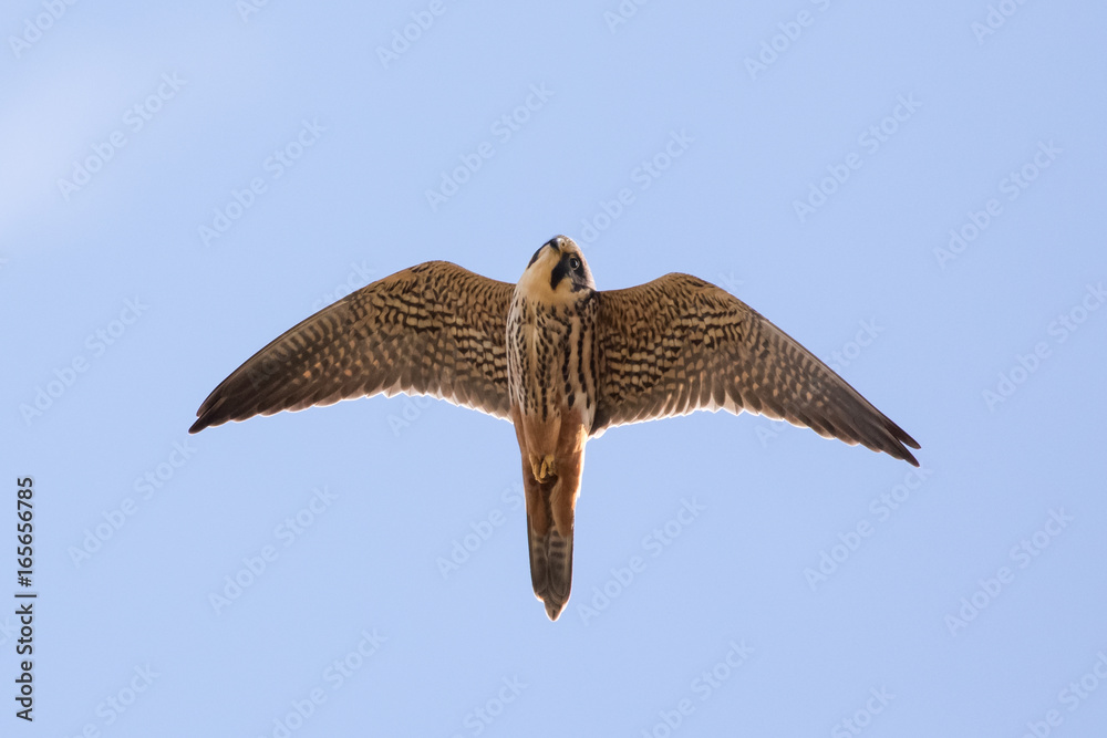falcon flying overhead
