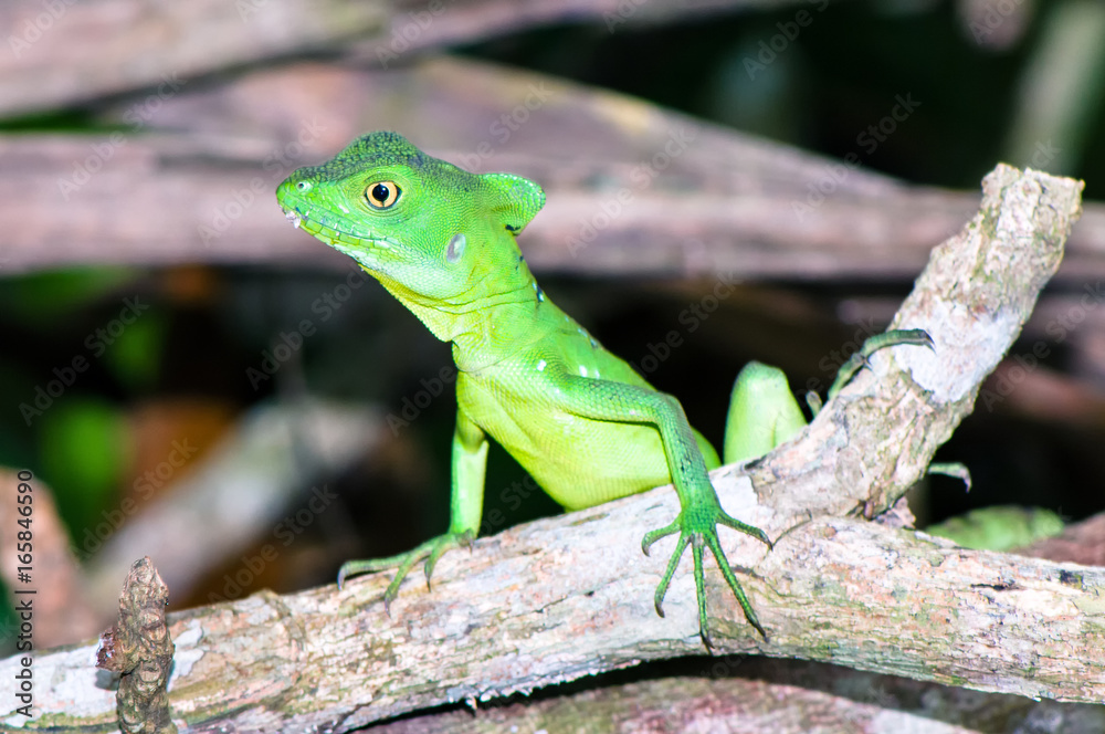 Plumed basilisk / Green basilisk / Double crested basilisk / Jesus ...