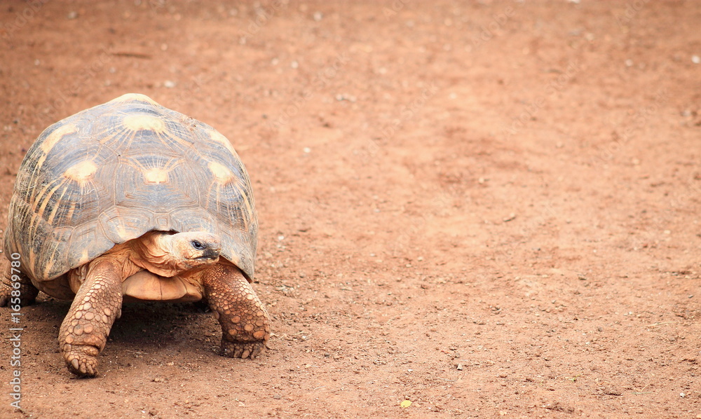The angonoka tortoise (Astrochelys yniphora) is a critically endangered ...