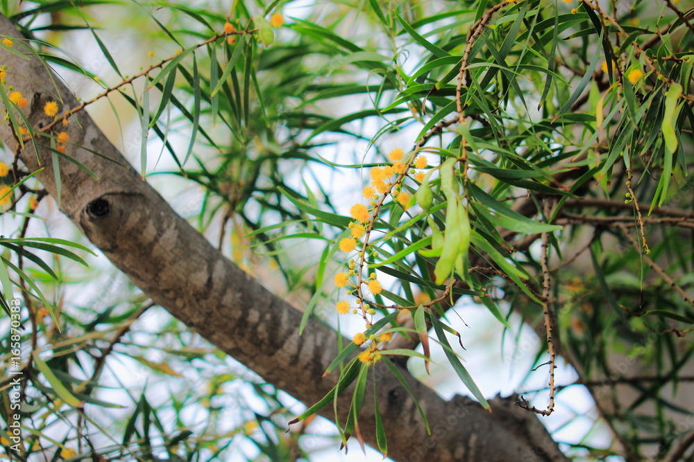 Acacia confusa is a perennial tree native to South-East Asia. Some ...
