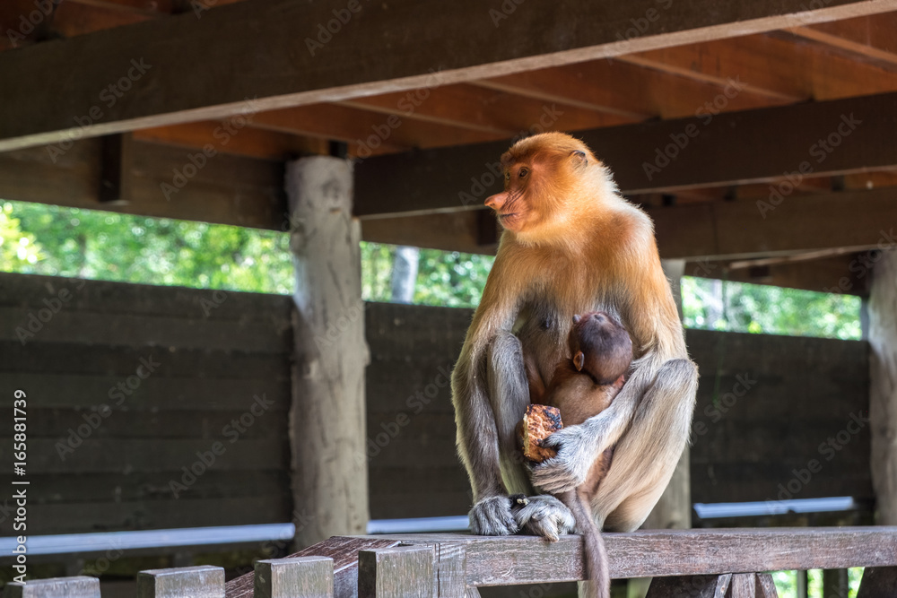 Proboscis monkey with baby monkey sitting on the wood. Adult female ...