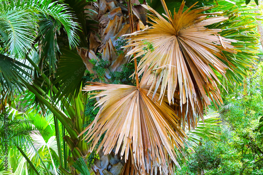 The Talipot Palm - Corypha Umbraculifera is one of the largest palms in ...