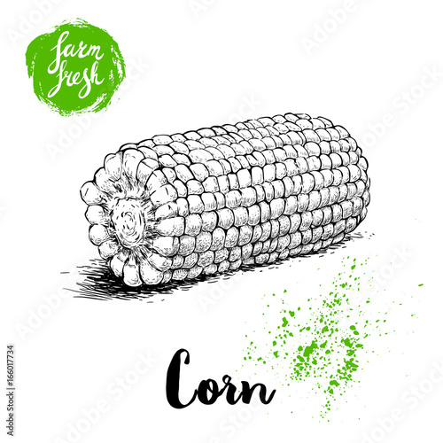 Hand drawn sketch style corn vegetable. Boiled farm fresh sweet corn ...