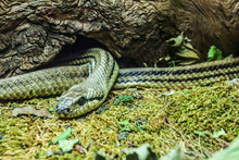Alligator And Python Free Stock Photo - Public Domain Pictures