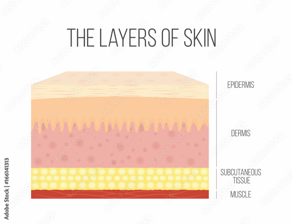 Skin layers. Healthy, normal human skin Stock Vector | Adobe Stock
