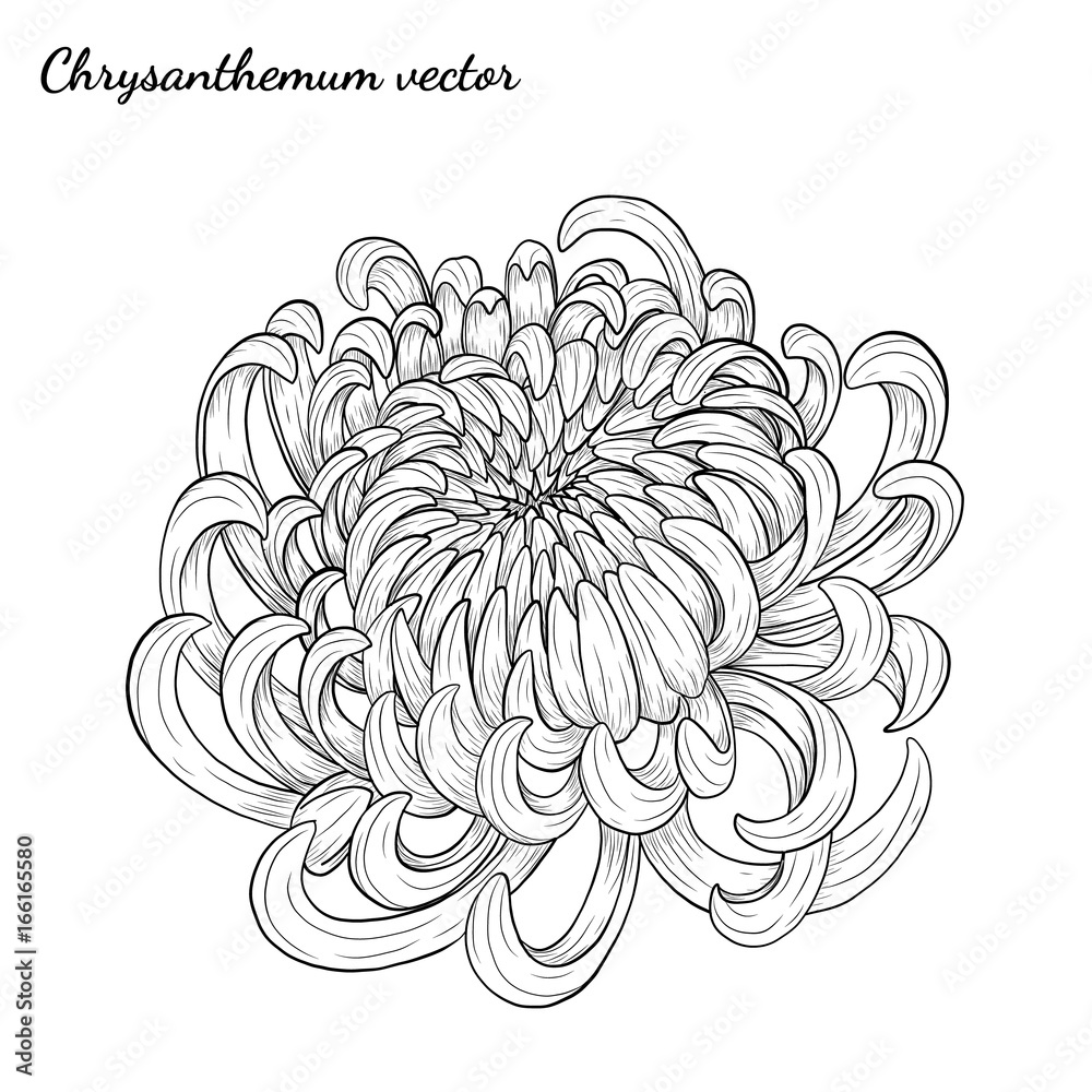Chrysanthemum vector on white background.Chrysanthemum flower by hand ...