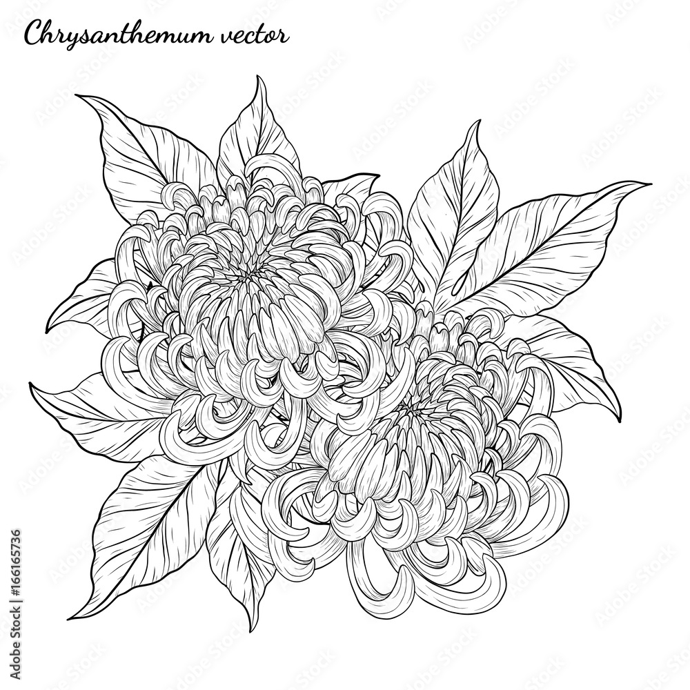 Chrysanthemum vector on white background.Chrysanthemum flower by hand ...