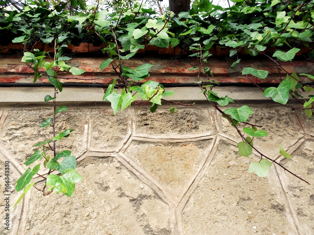 Planta hiedra común o Hedera hélice Stock Photo | Adobe Stock