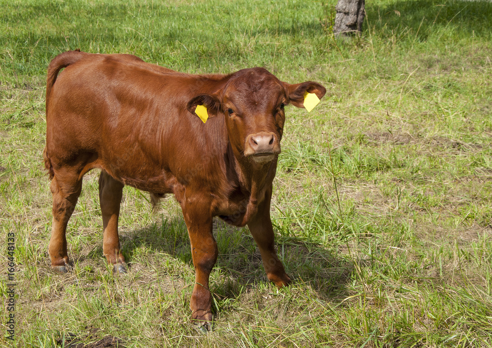 cattle cow angus bio on a field Stock Photo | Adobe Stock