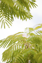 Persian Sleeping Tree, Albizia Julibri Free Stock Photo - Public Domain ...