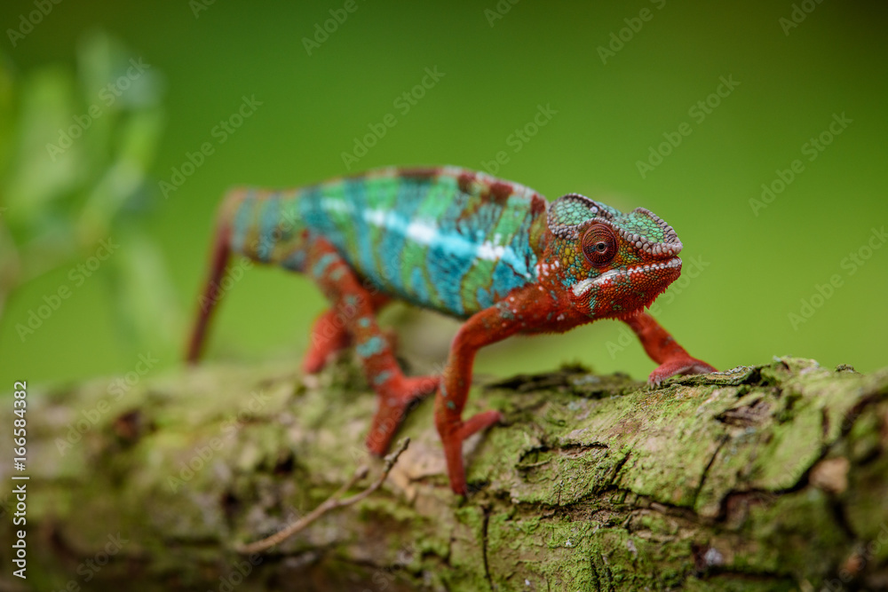 Chameleon Furcifer pardalis Ambolobe 2 years old, Madagascar endemic ...