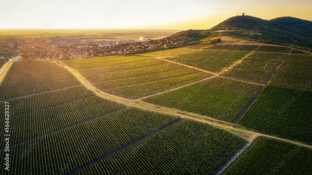 Beautiful grapevine field(vineyard) beneath hill in sunset. Horizontal ...