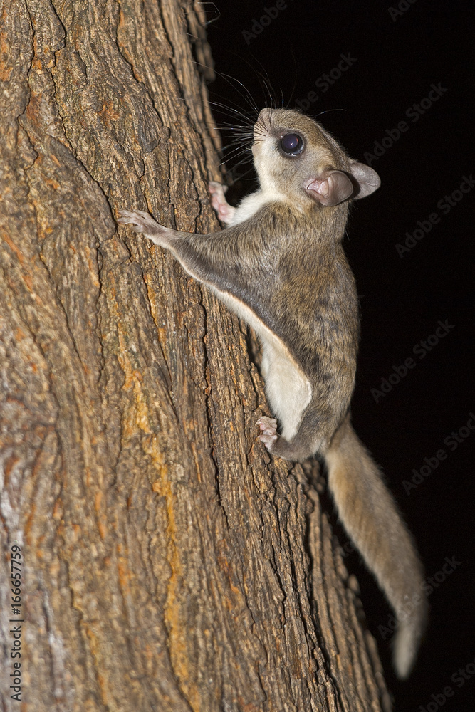 Southern Flying Squirrel Stock Photo | Adobe Stock
