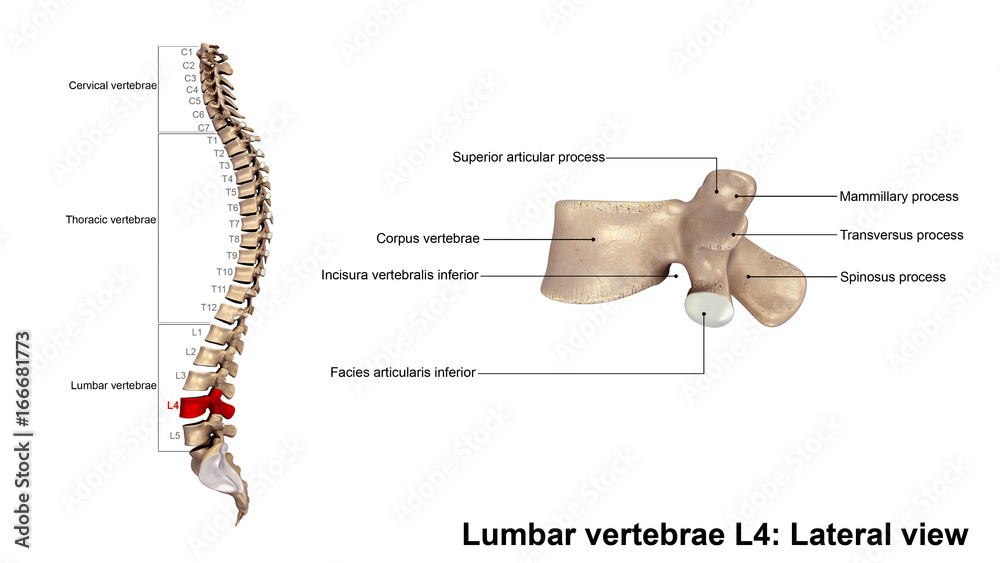 Lumbar vertebrae L4_Lateral view Stock Photo | Adobe Stock