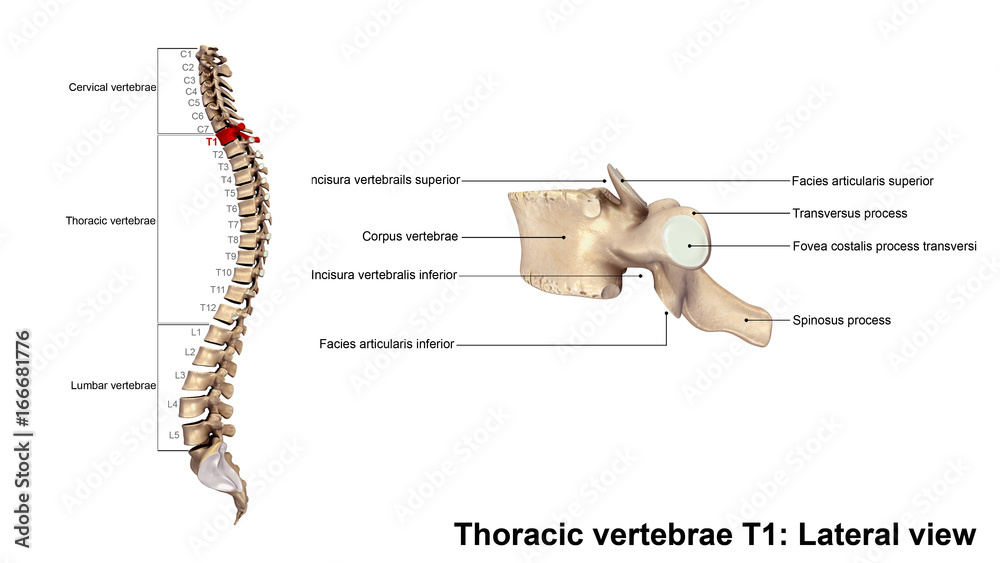 Thoracic vertebrae T1_Lateral view Stock Photo | Adobe Stock