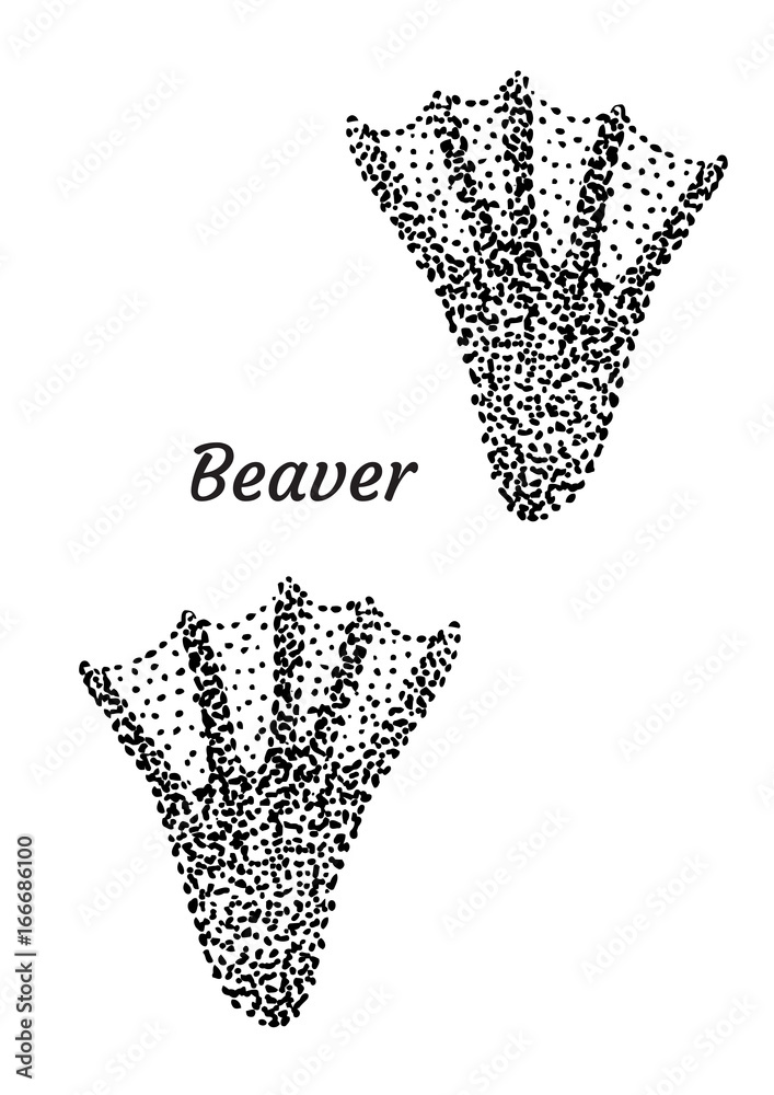 Beaver footprint illustration, drawing, engraving, ink, line art ...