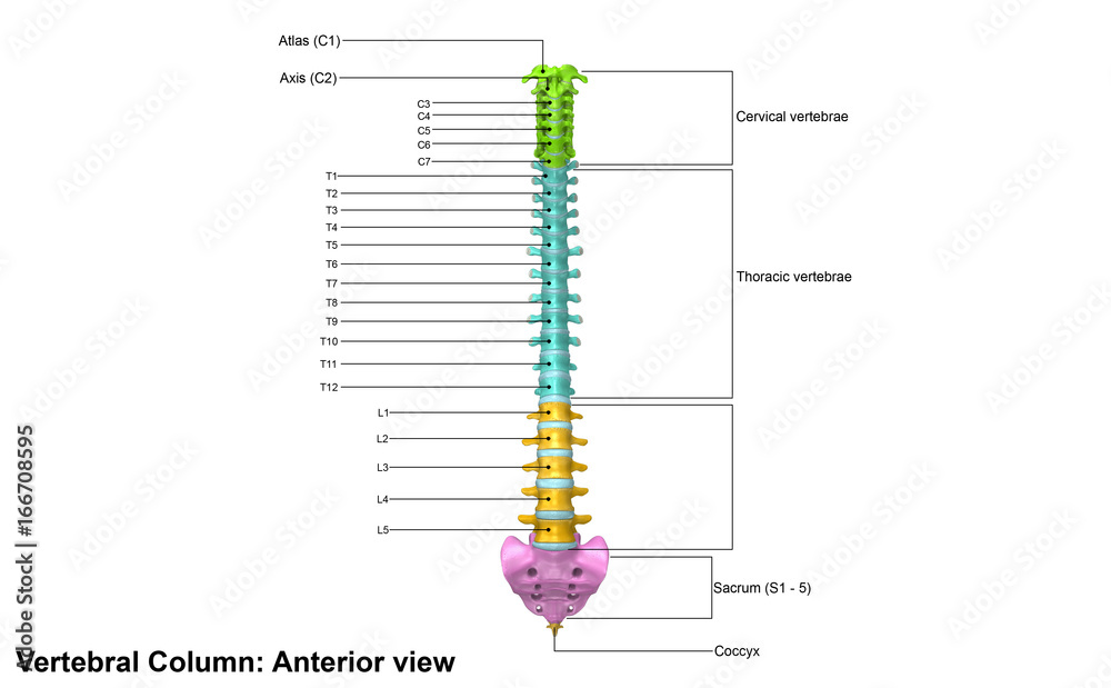 Vertebral Column_Anterior view Stock Illustration | Adobe Stock