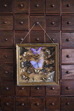 Butterfly Wings Frame Free Stock Photo - Public Domain Pictures