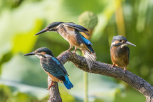 Kingfisher Bird By Water Free Stock Photo - Public Domain Pictures