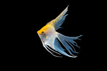 Angel Fish Free Stock Photo - Public Domain Pictures