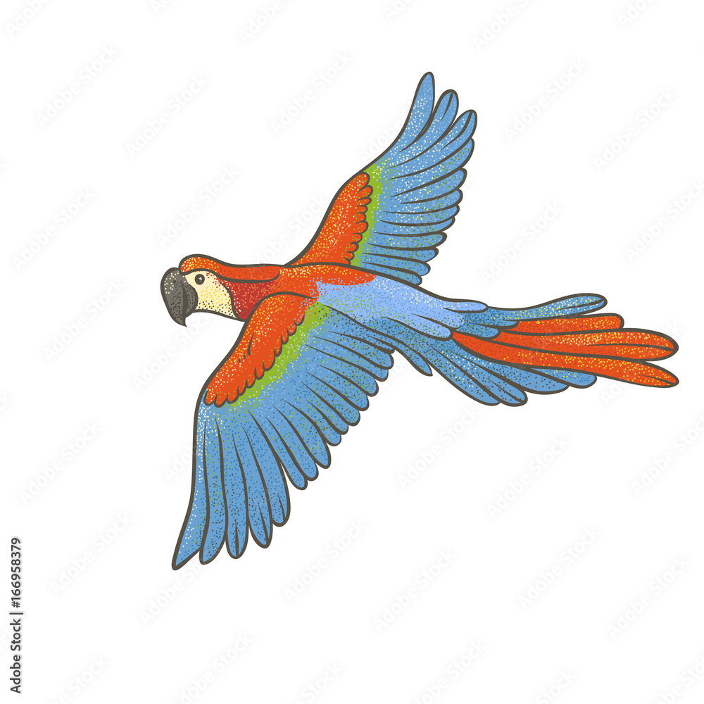 Vector colorful textured sketch drawn by hand of parrot on a white ...