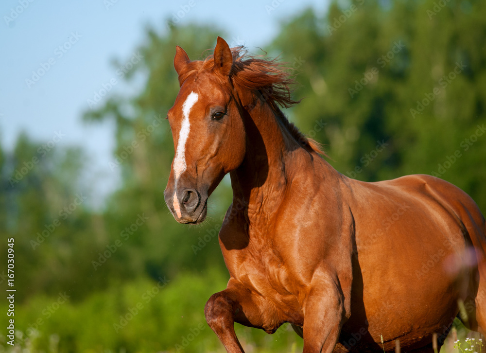 Red Chestnut Horse