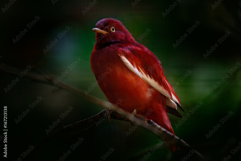 pompadour cotinga, Xipholena punicea, exotic rare tropic bird in the ...
