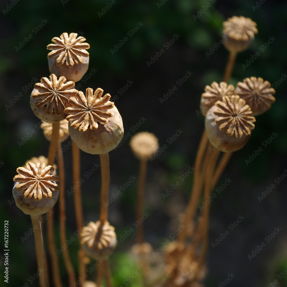 Dried poppy head. Opium drugs plant. Poppy seed heads, opium, drugs ...
