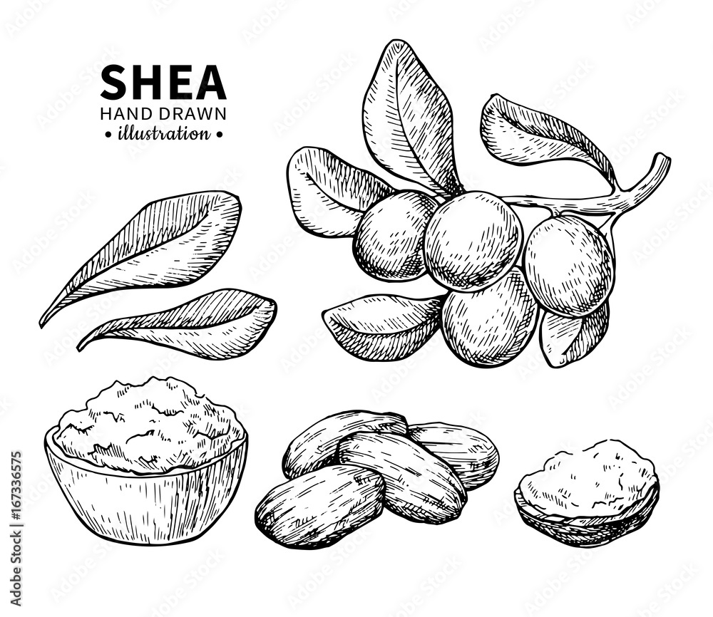 Shea butter vector drawing. Isolated vintage illustration of nuts ...